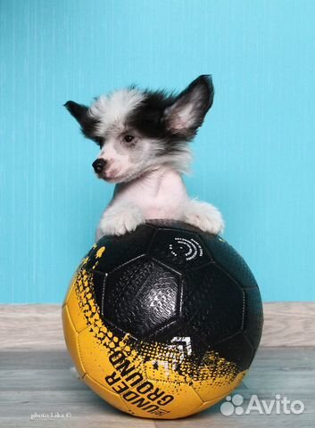 Голый мальчик кхс