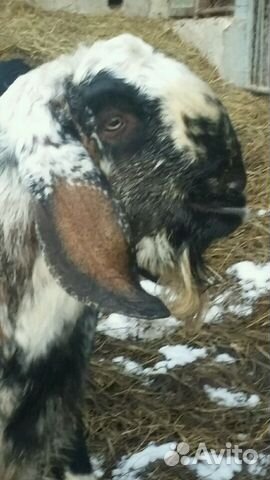 Англо-Нубийские козы