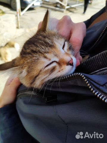 Прекрасные котята ищут новый дом