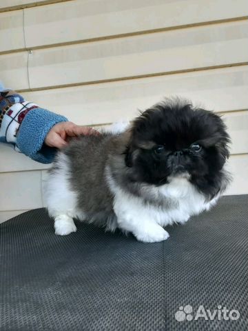 Маленький Мишенька