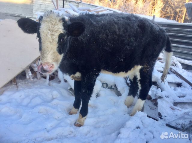 2 телочки- 1 год и 2 года