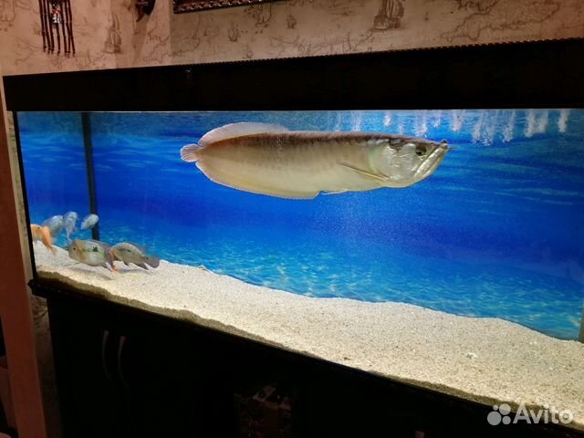 Аравана рыба-дракон