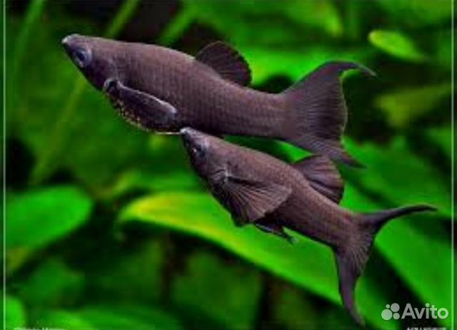 Мальки моллинезии черной