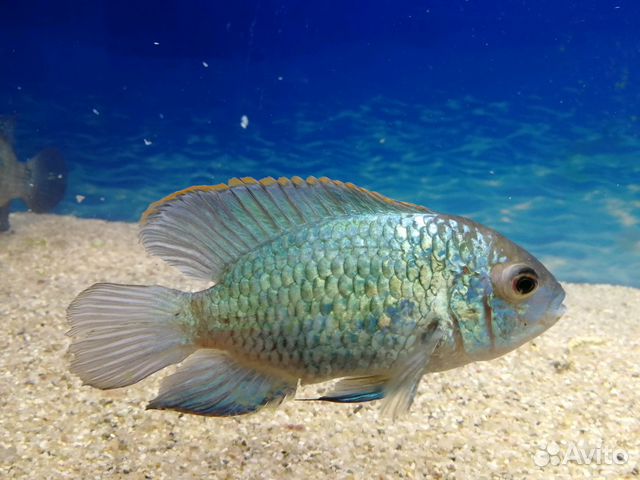 Рыбы цихлиды разные