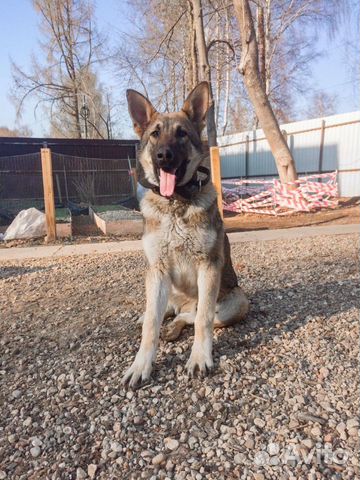 Великолепный Грин ищет семью