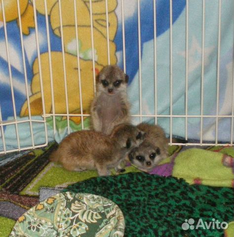 Сурикаты малыши