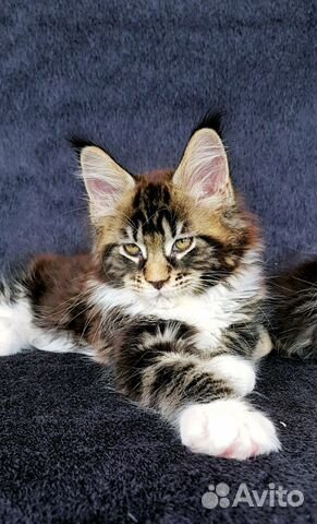 Породные котята мейн кун