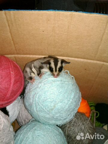 Сахарный поссум