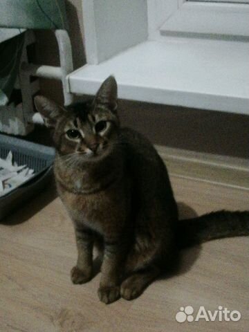 Отдам Абиссинеца в хорошие руки