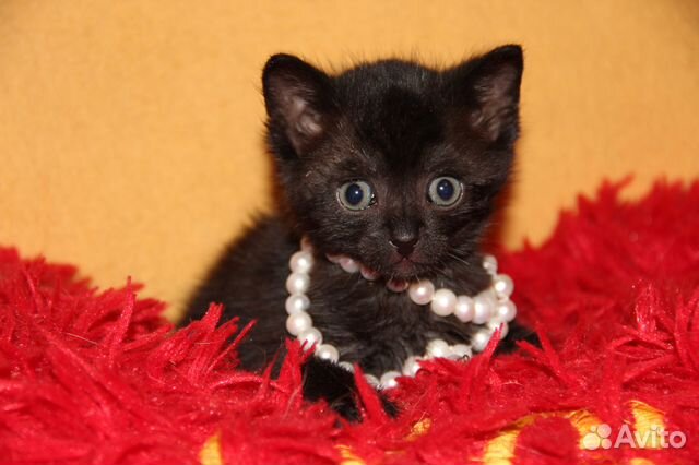 Крохи уголечки ищут лучший дом