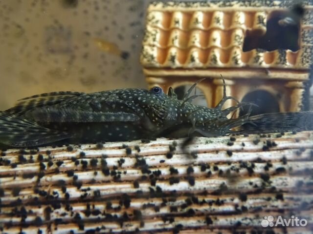 Сомик Анциструс