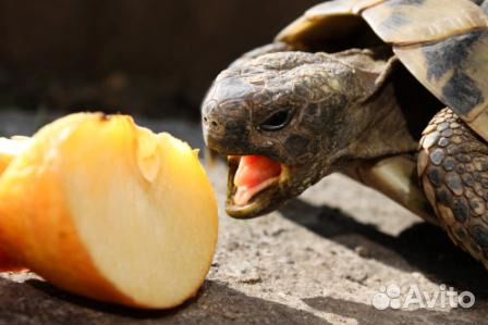 Отдам в добрые руки