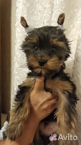 Малыш йорка