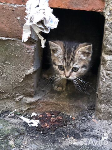 Котёнок