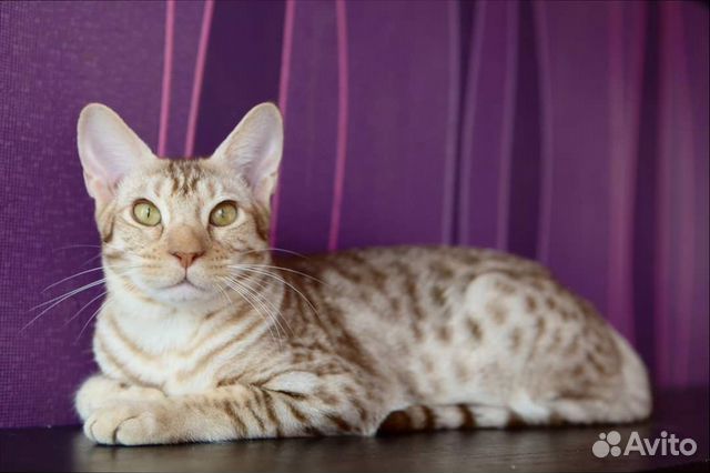 Оцикет подростки