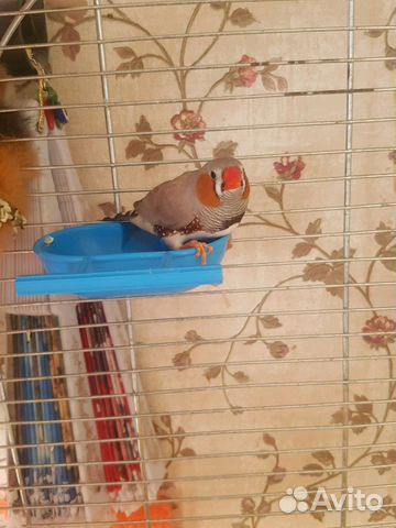 Зебровый амадин, самец, 1 год