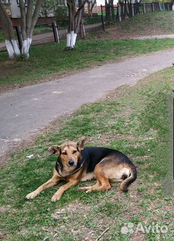 Собачка Молли