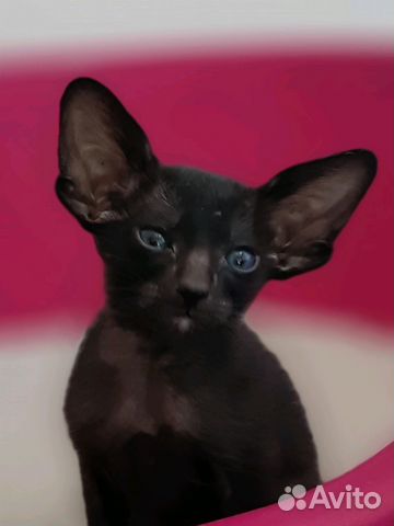 Малыши-карандаши