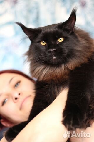 Котик чёрный Мейн-кун 8 месяцев