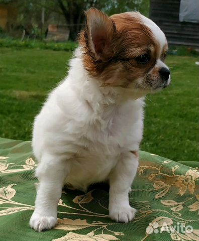 Супердетка чихуахуа