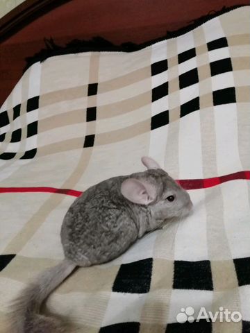 Шиншилла девочка 5 месяцев