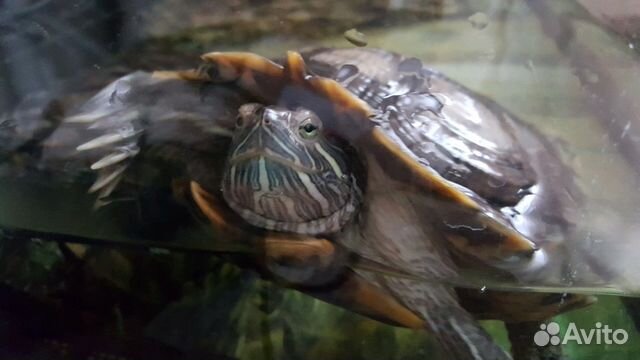 Черепахи красноухие 2 шт
