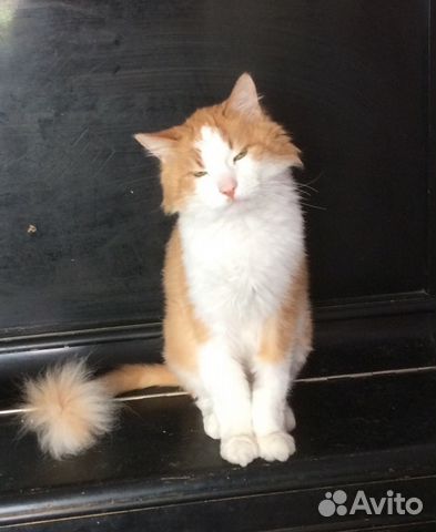 Кот Леопольд