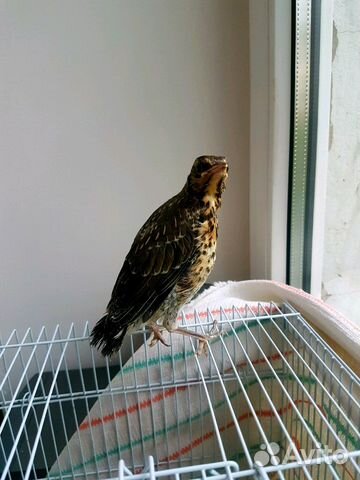 Ручная певчая птица