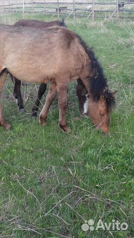 Продам лощадей