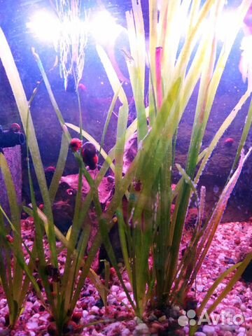 Улитки в аквариум