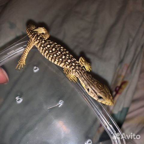 Капский Варан