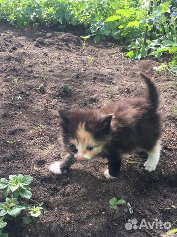 Котята в хорошие руки