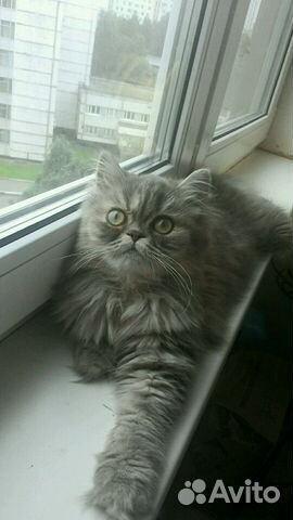 Зеленоглазая принцесса