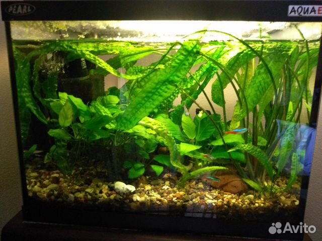 Растения и четыре неона