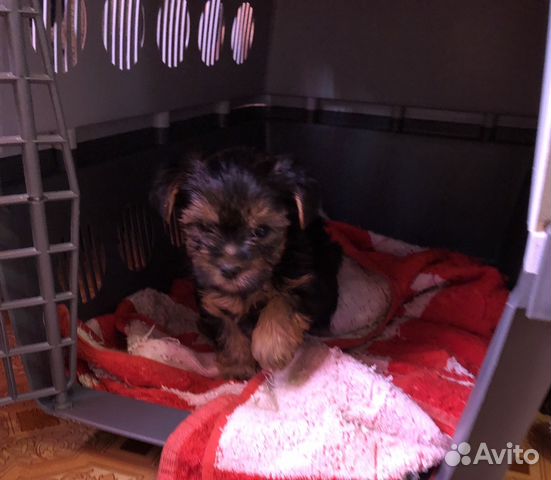 Продам щеночков йорков с кукольным беби-фейсом