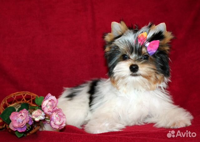 Очень ласковый красивый мальчик бивера