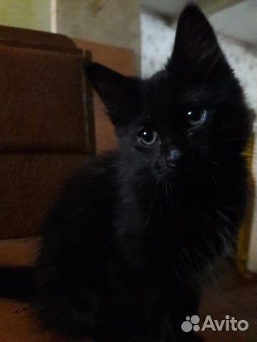 Красивый черный котеночек