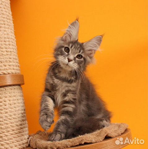 Кошечка голубой мрамор Инсигния