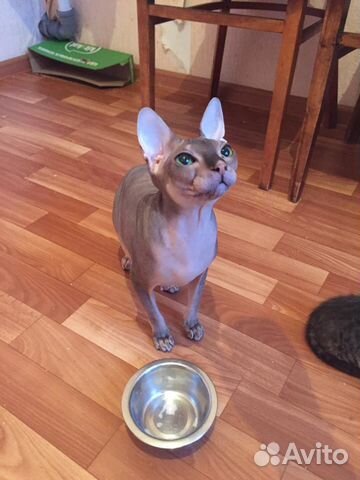 Котята от и канадского и донского сфинксов