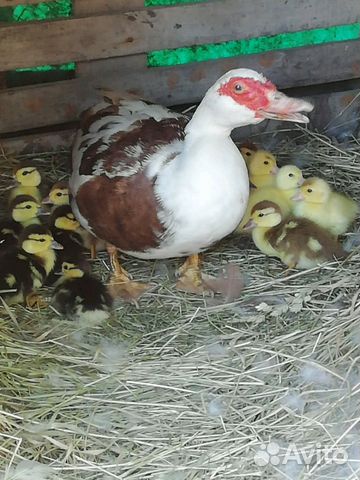 Утка с утятами