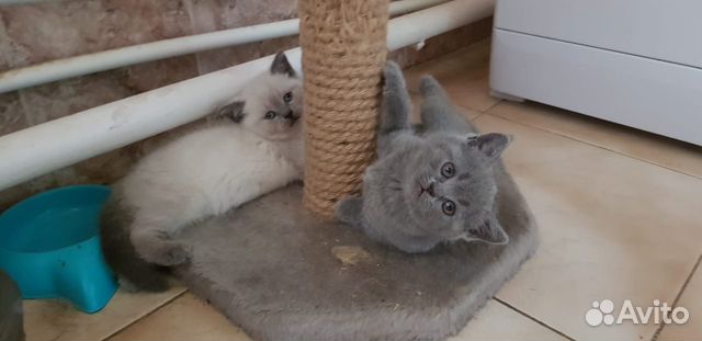 Британские плюшевые котята