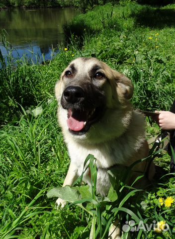 Рыжие щенки дворняжки