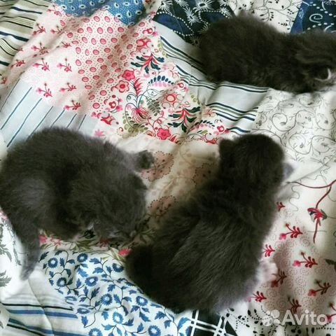 Котята