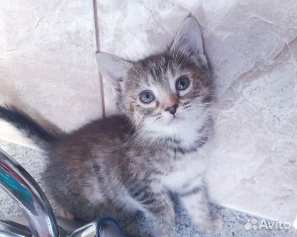Котенок - солнышко в добрые руки