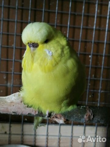 Самочка чех жёлтая