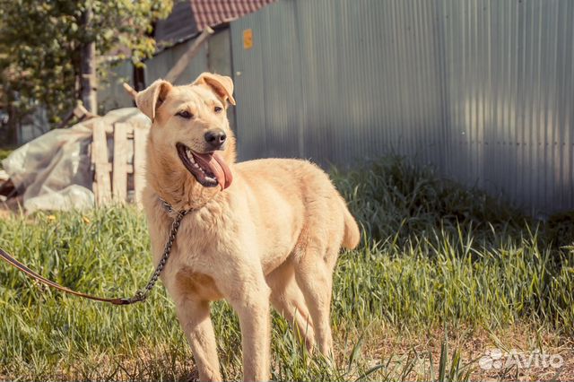 Охранницу Бэллу в дар