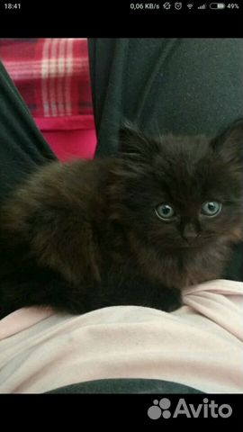 Отдам котенка
