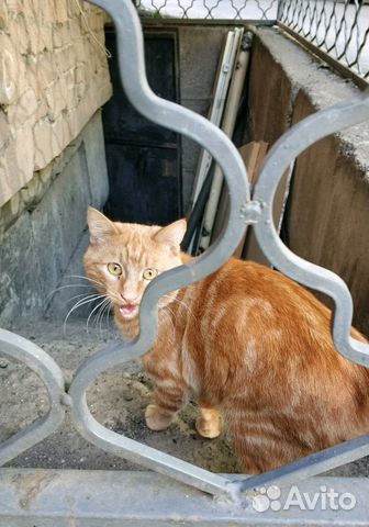 Кот молодой