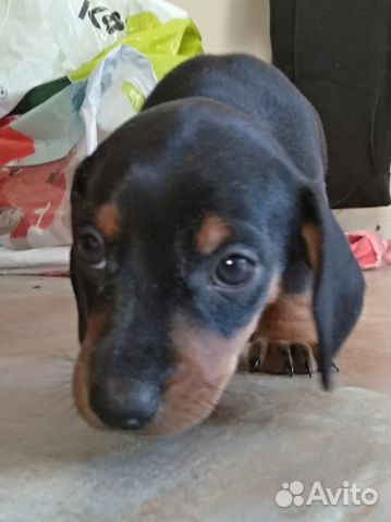 Такса кроличья