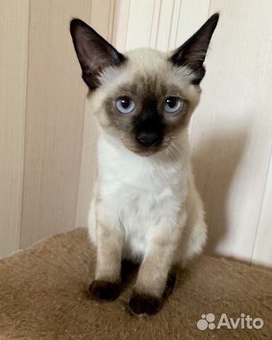 Котята меконгский бобтейл